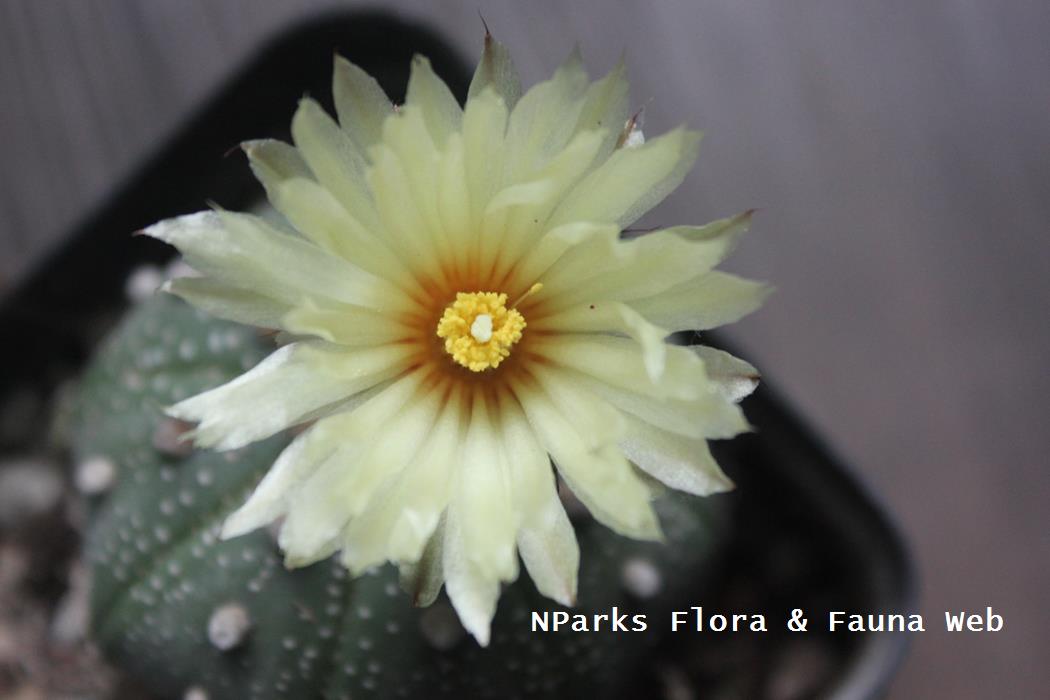 Asteria Flower | Best Flower Site