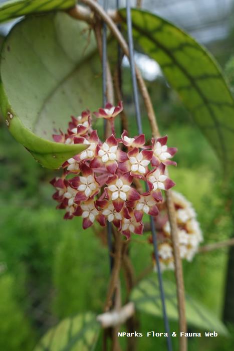 NParks | Hoya callistophylla