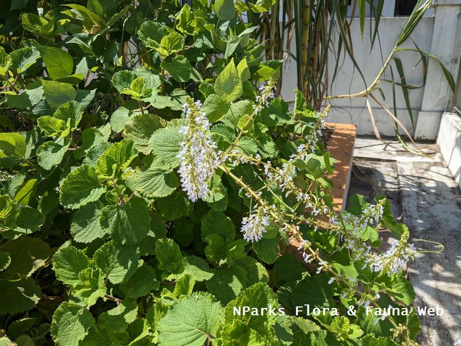 NParks | Coleus bellus