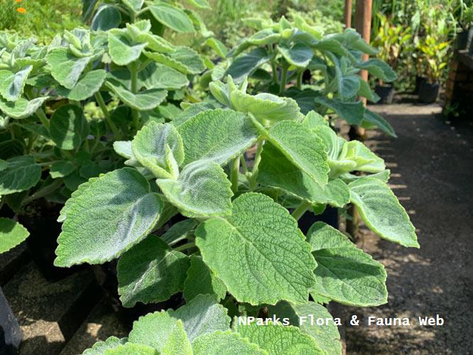 NParks | Coleus bellus