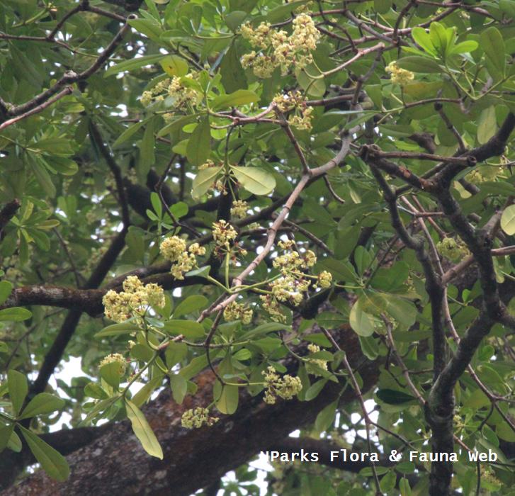 NParks | Alstonia pneumatophora