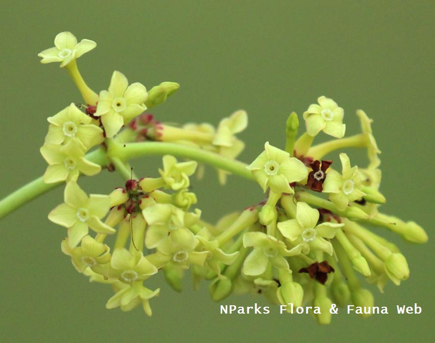 NParks | Alstonia pneumatophora