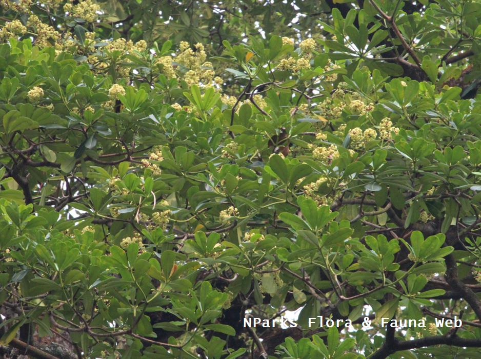 NParks | Alstonia pneumatophora