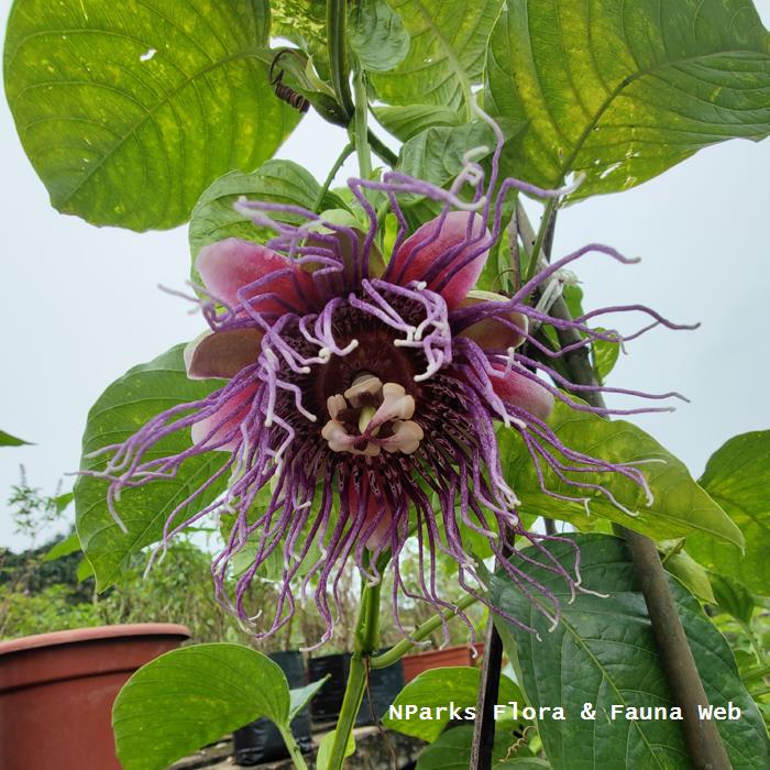 NParks | Passiflora foetida