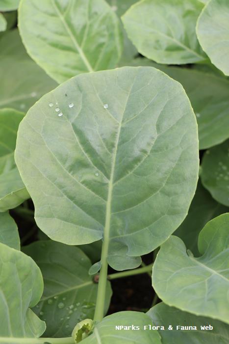 NParks | Brassica oleracea Alboglabra Group [kailan]