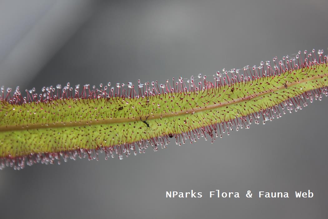 NParks | Drosera adelae
