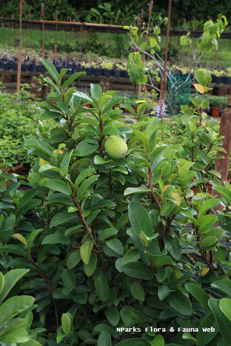 NParks | Ficus pumila var awkeotsang