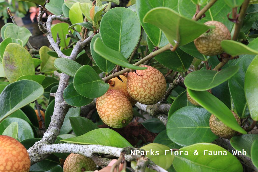 NParks | Ficus kochummeniana