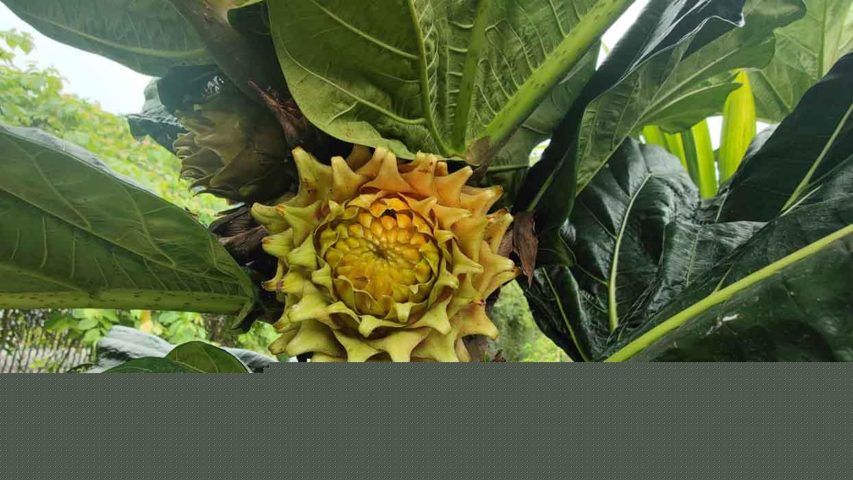 NParks | Ficus dammaropsis