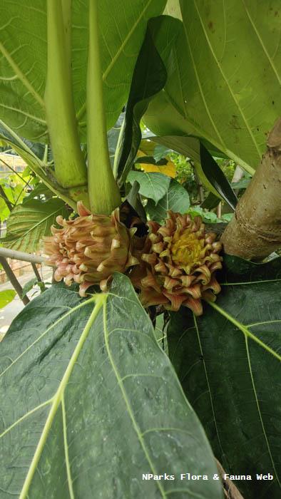 NParks | Ficus dammaropsis