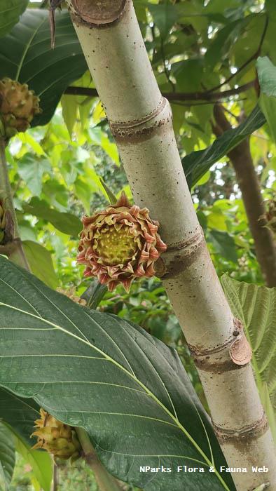 NParks | Ficus dammaropsis