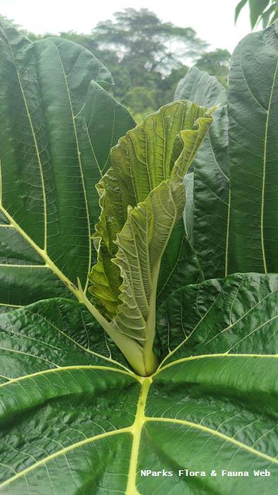NParks | Ficus dammaropsis