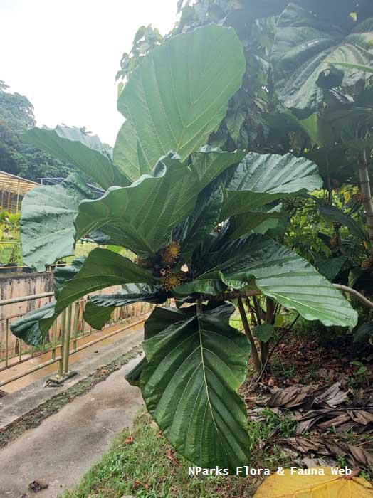 NParks | Ficus dammaropsis