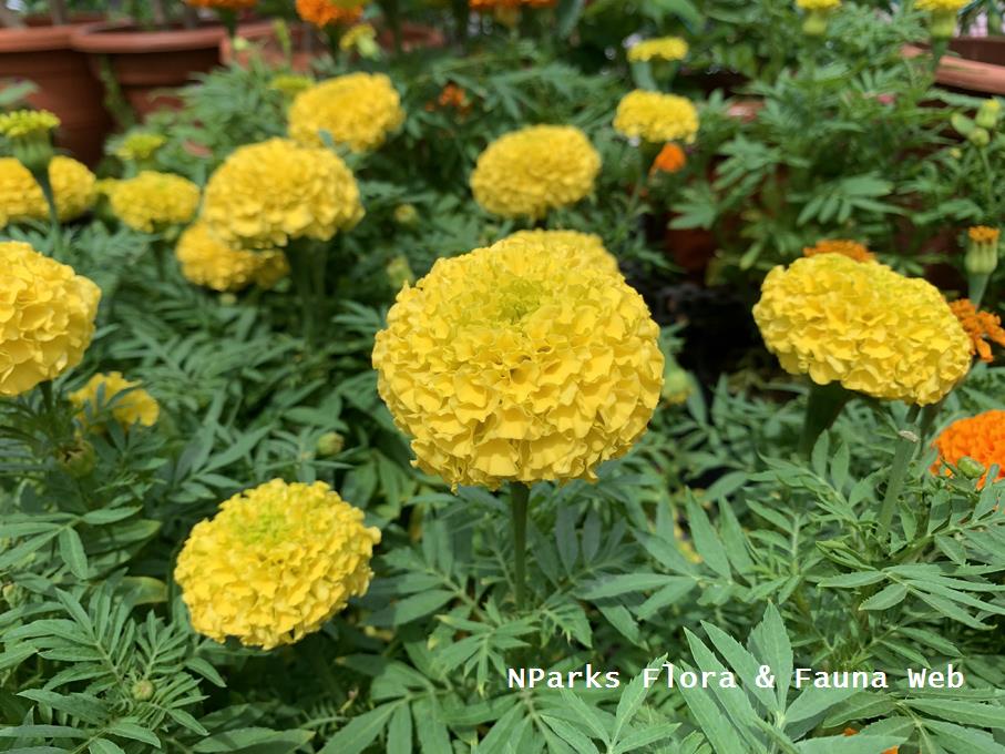 NParks | Tagetes erecta