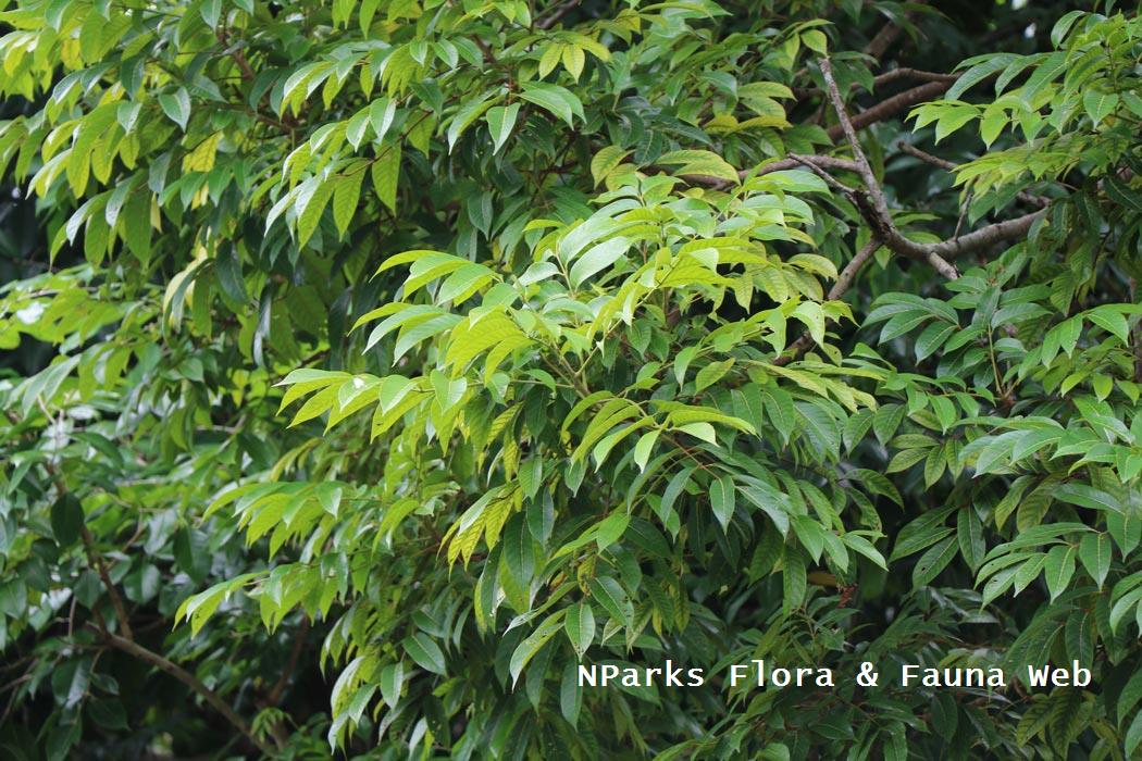 NParks | Canarium album