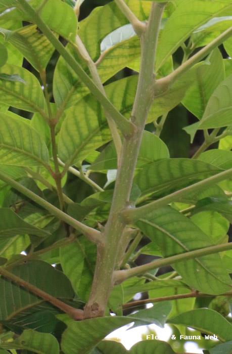 NParks | Canarium album