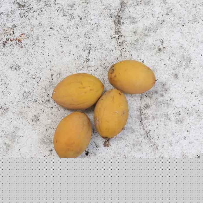 NParks | Canarium album