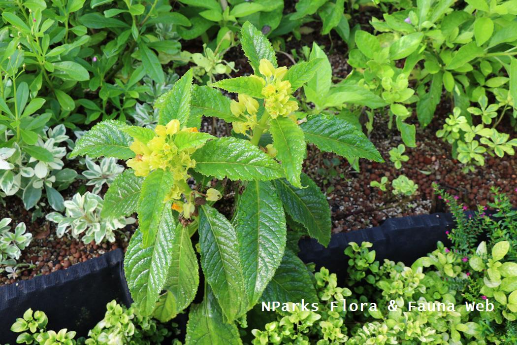 NParks | Chrysothemis friedrichsthaliana