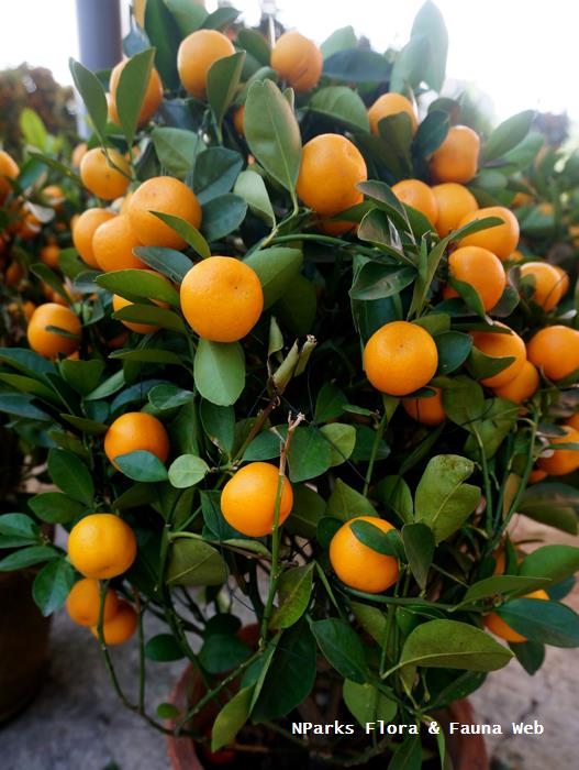NParks | Citrus × microcarpa