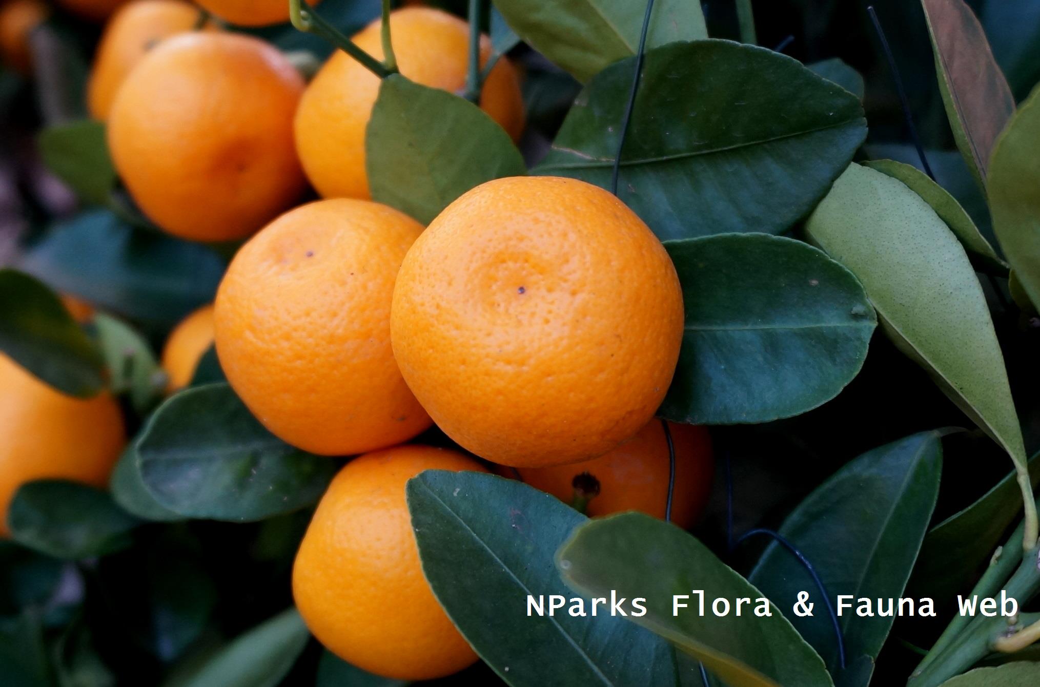 NParks | Citrus japonica 'Fukushu'