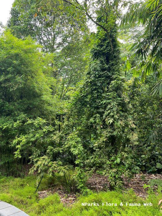 NParks | Dinochloa scabrida