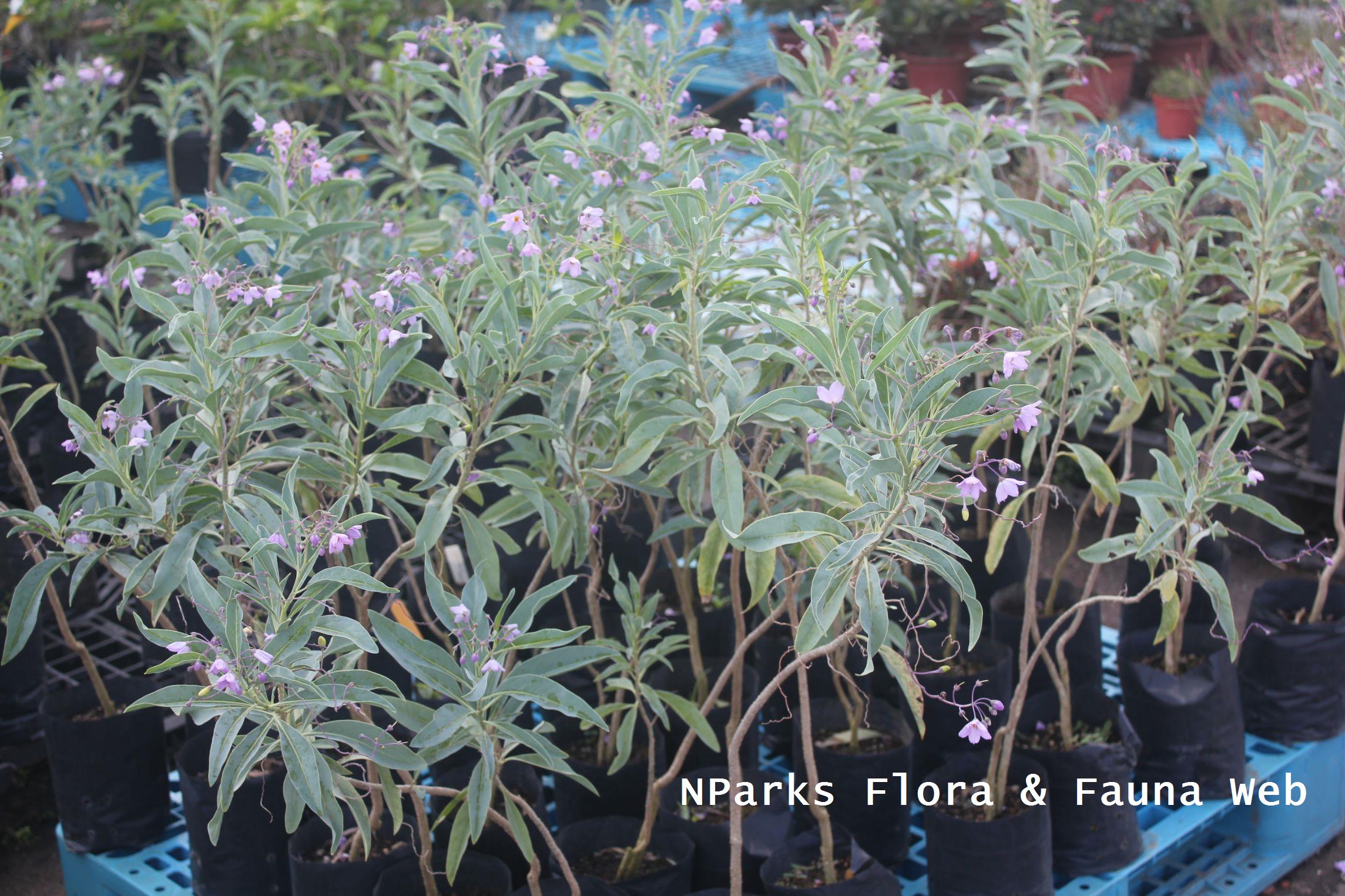 NParks | Solanum glaucophyllum