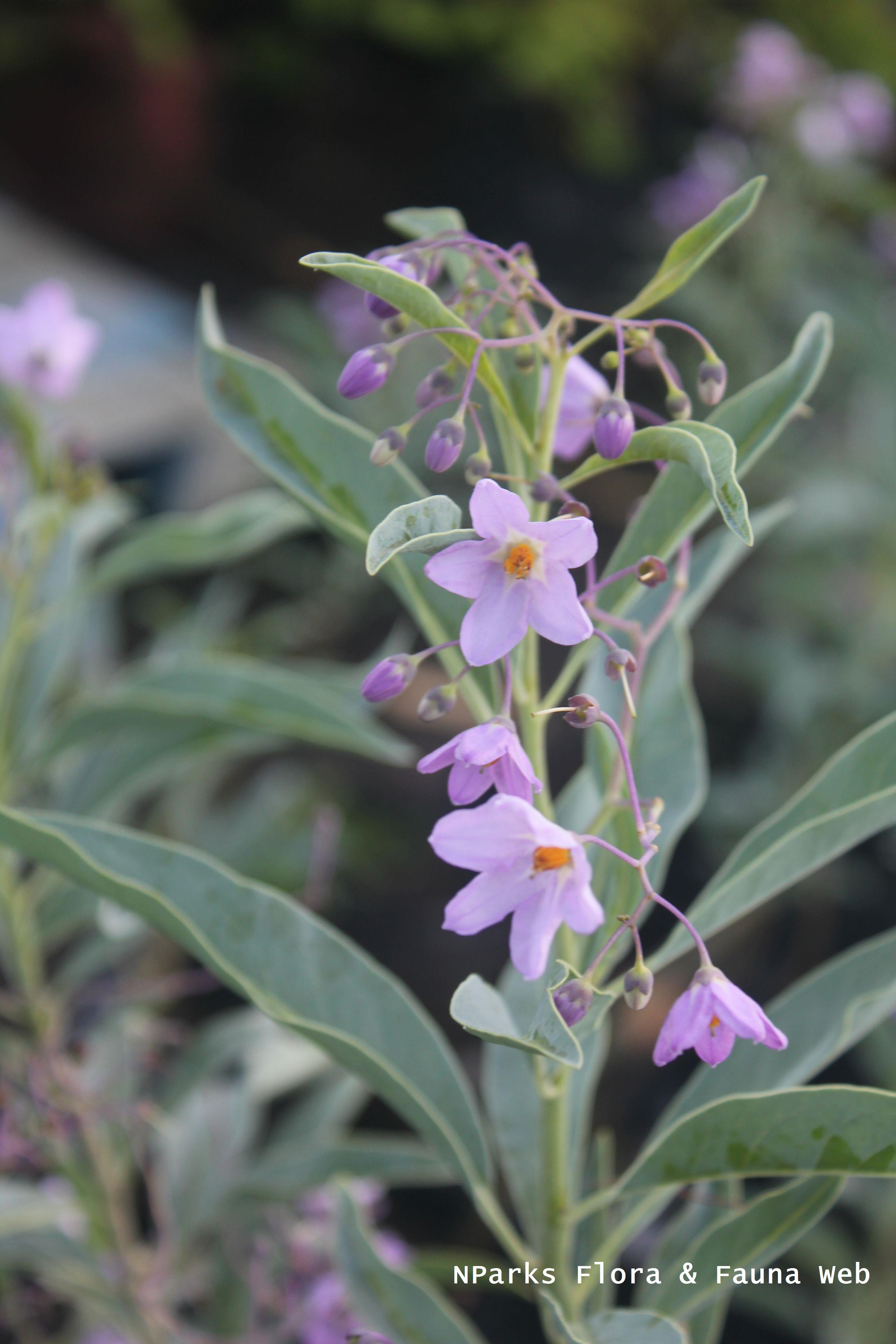 NParks | Solanum glaucophyllum