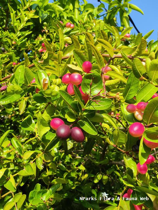 NParks | Carissa macrocarpa