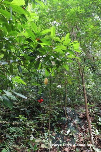 NParks | Sterculia coccinea