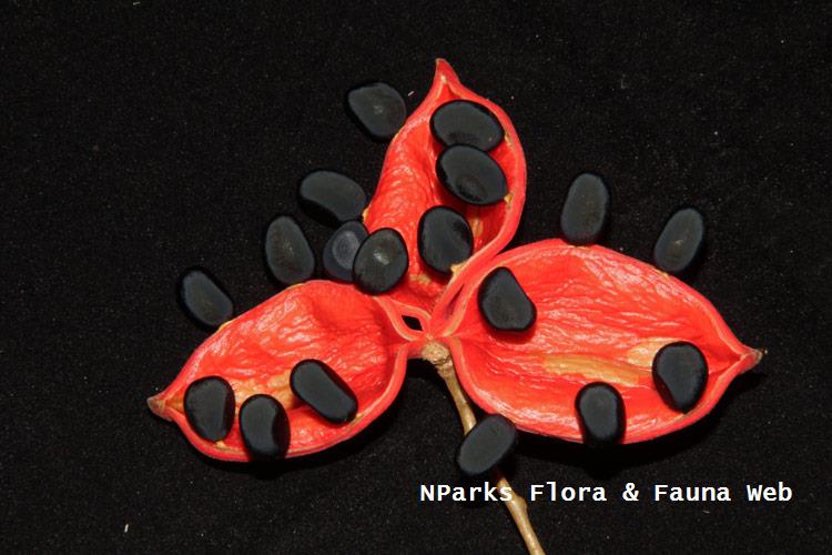 NParks | Sterculia coccinea