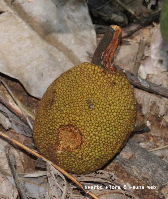 NParks | Artocarpus scortechinii