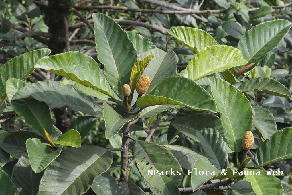NParks | Artocarpus scortechinii