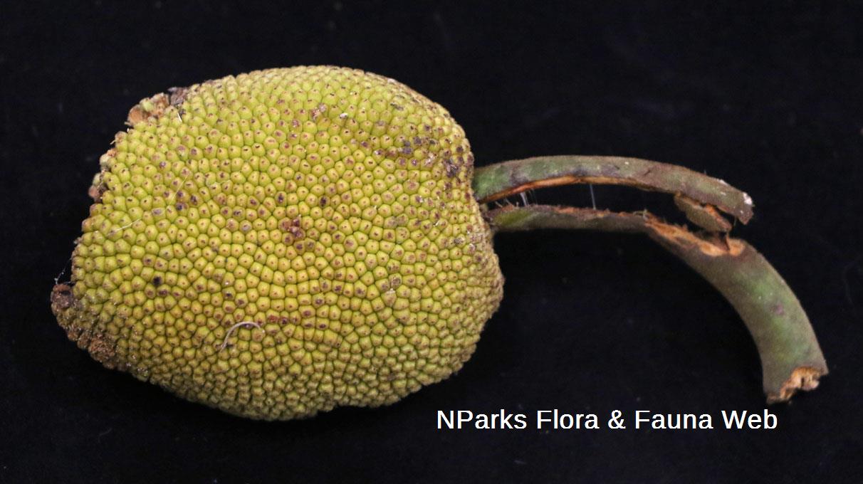 NParks | Artocarpus anisophyllus
