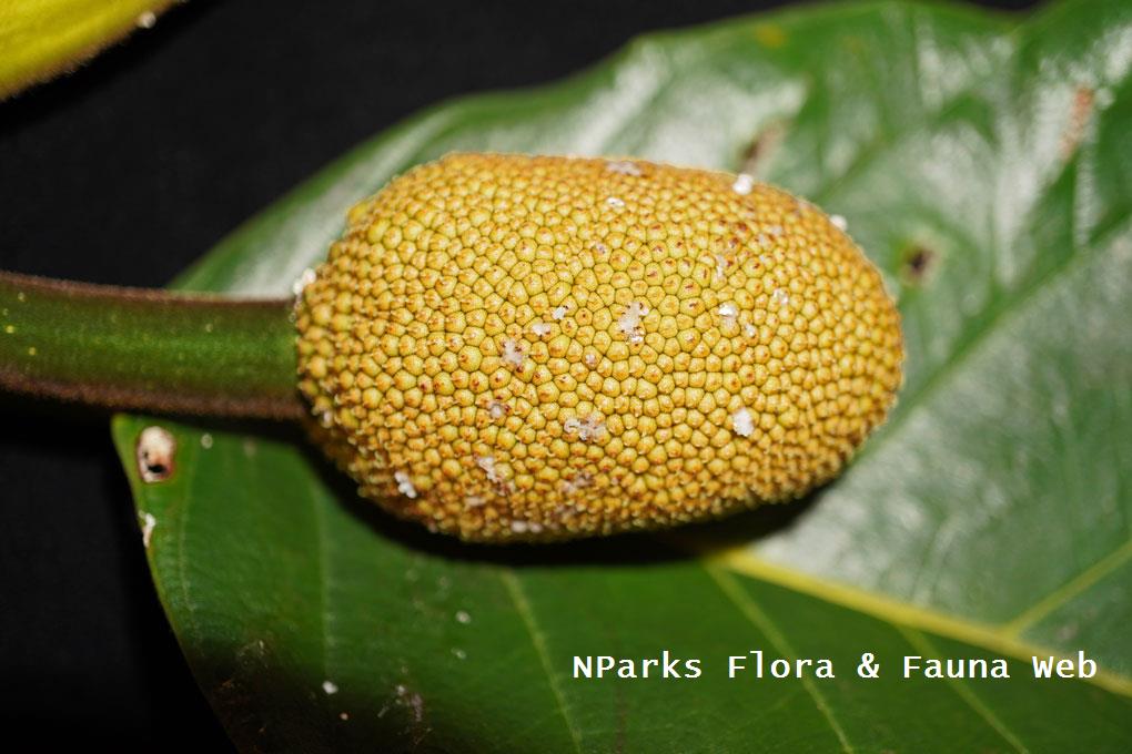 NParks | Artocarpus scortechinii