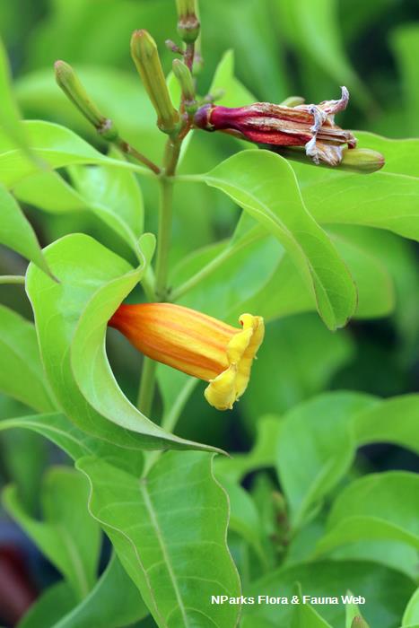 NParks | Hamelia cuprea