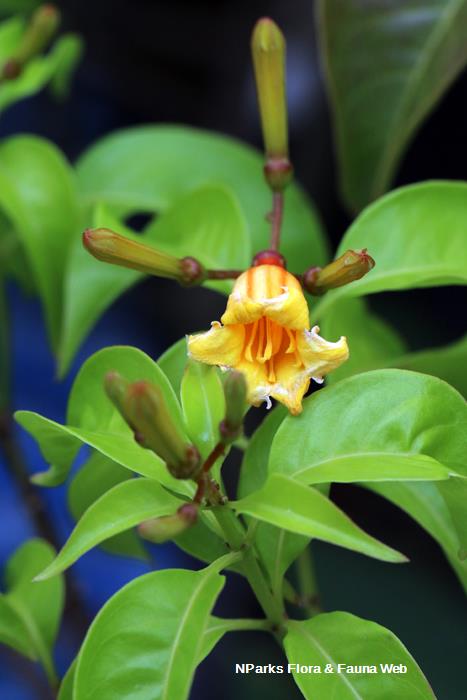 NParks | Hamelia cuprea