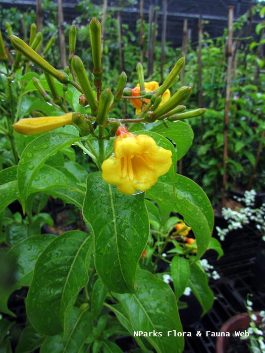 NParks | Hamelia cuprea