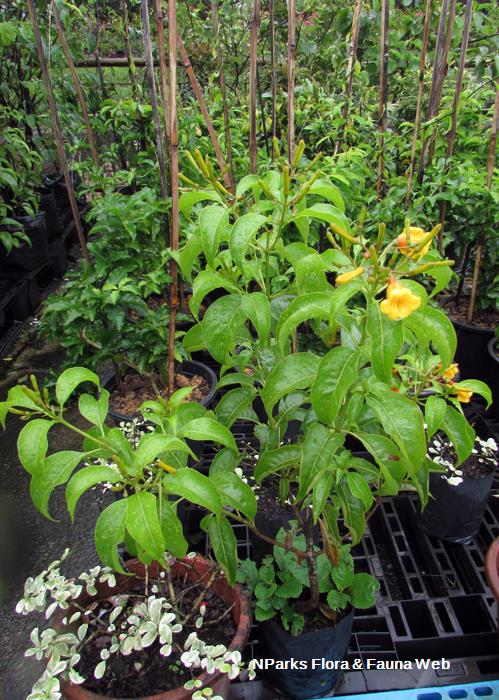NParks | Hamelia cuprea