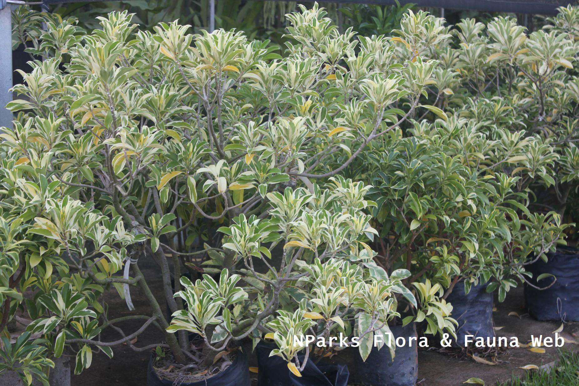 NParks | Fagraea ceilanica (variegated)