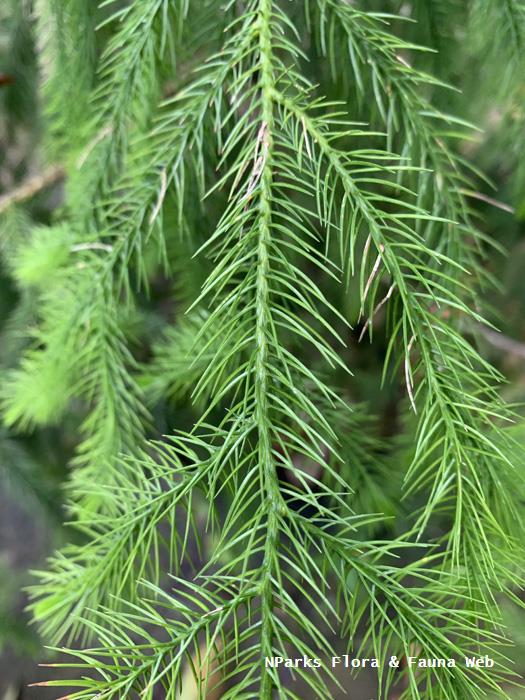 NParks | Dacrydium elatum
