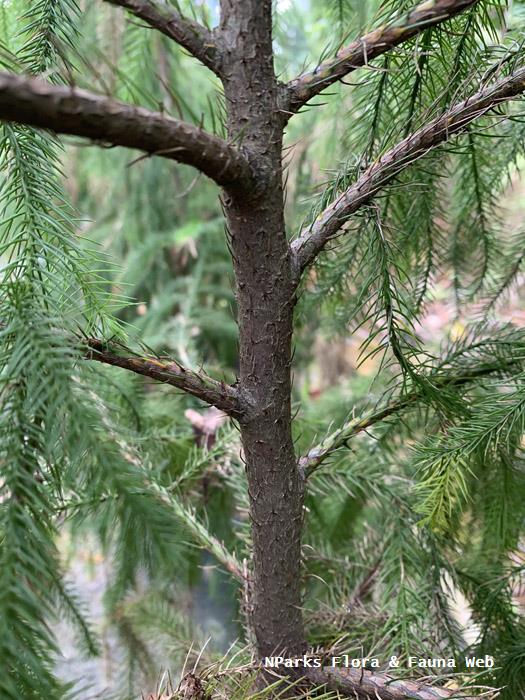 NParks | Dacrydium elatum