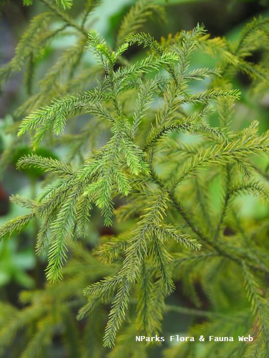 NParks | Dacrydium elatum