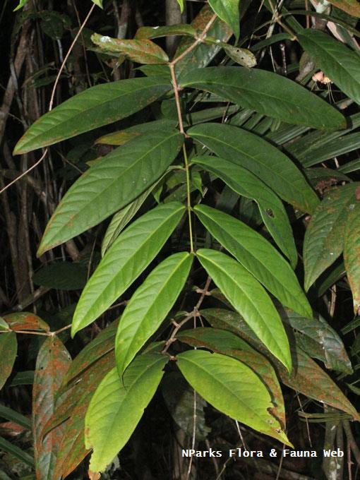 NParks | Syzygium formosum