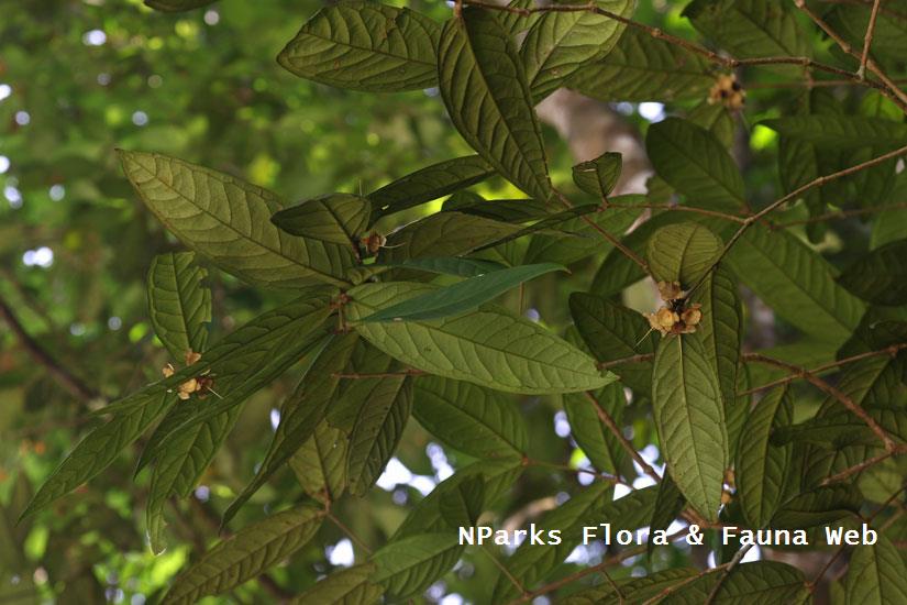 NParks | Syzygium formosum