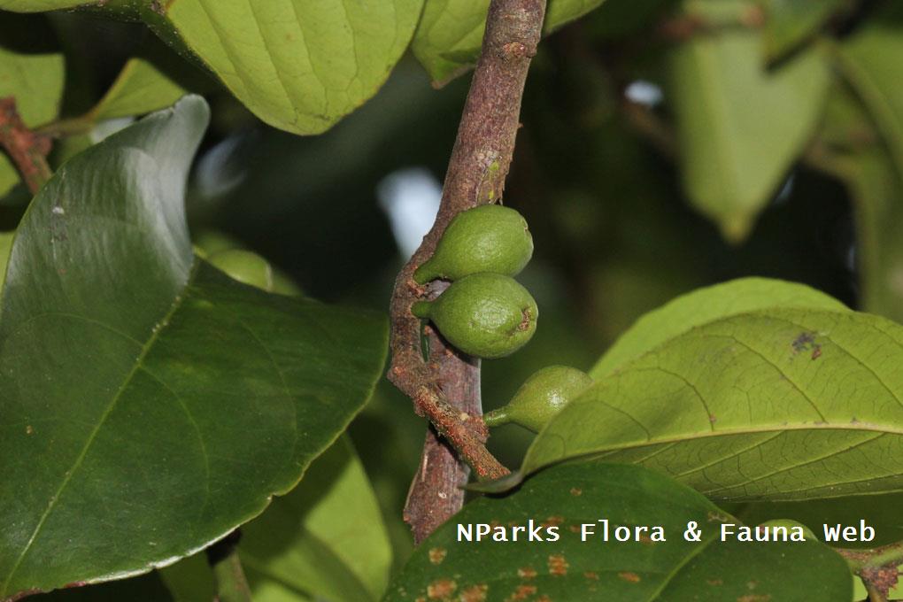 NParks | Strombosia ceylanica