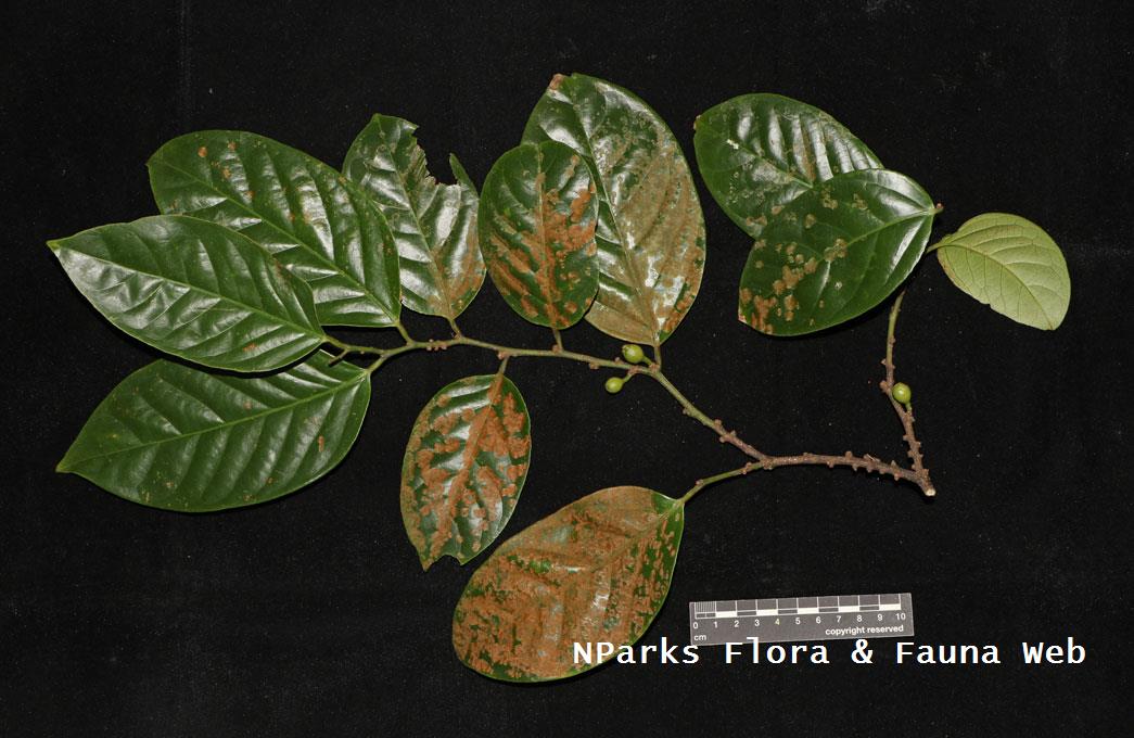 NParks | Strombosia ceylanica