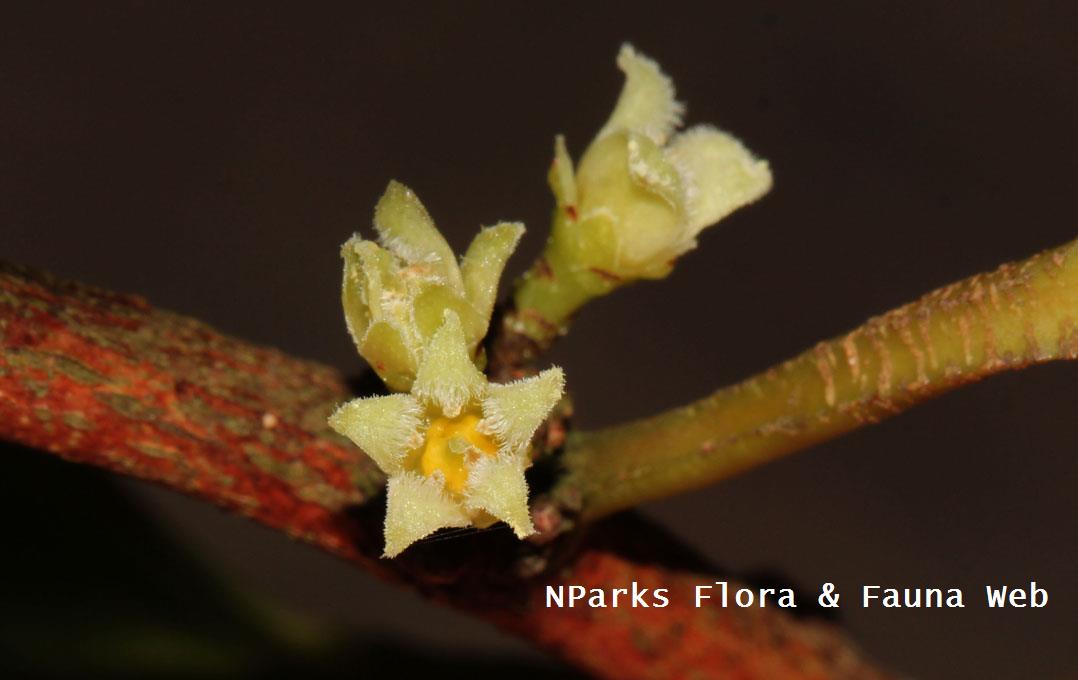 NParks | Strombosia ceylanica