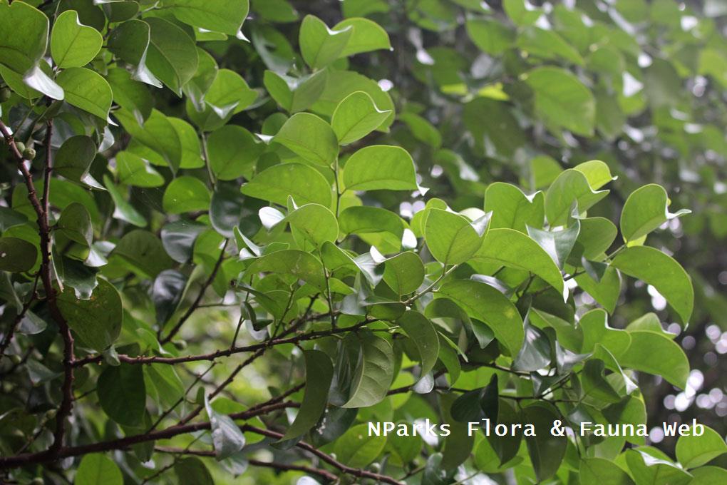 NParks | Strombosia ceylanica