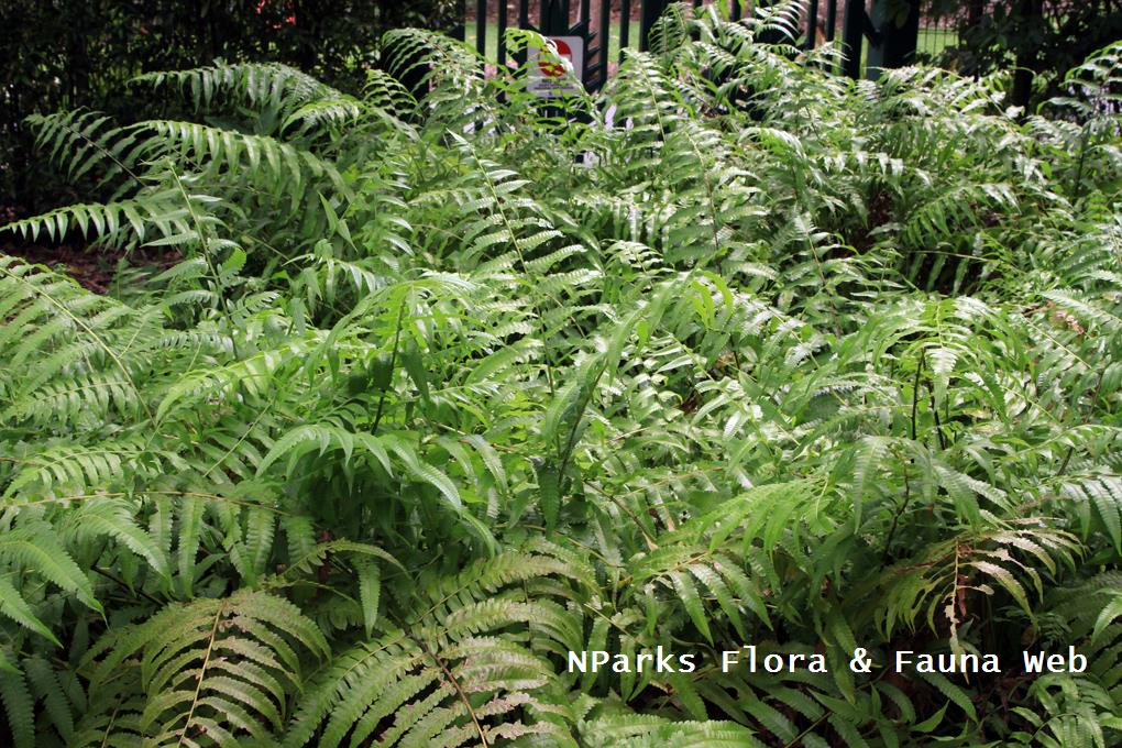 NParks | Diplazium esculentum