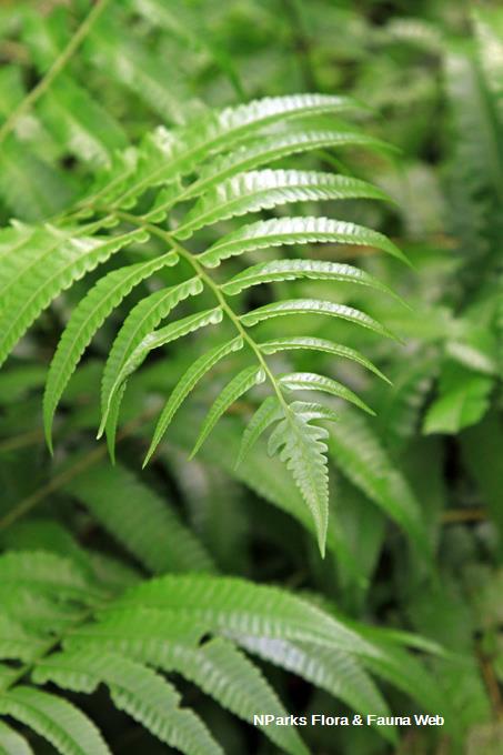 NParks | Diplazium esculentum